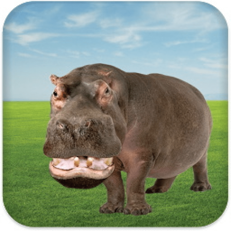 Download Talking Hippo for Android free